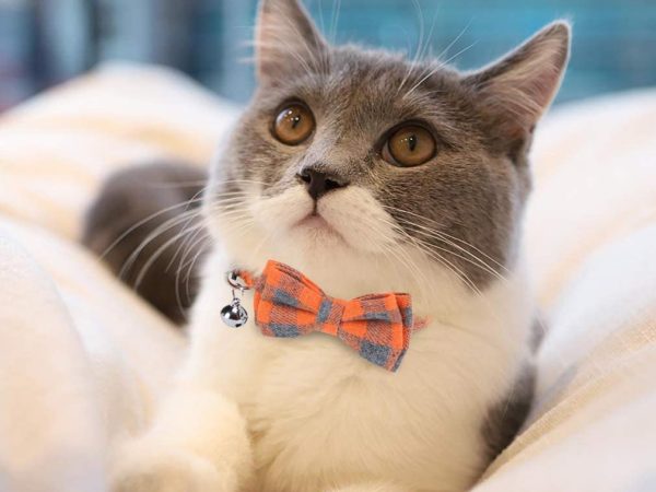 Matthew Devaney - Page 2 of 17 - No Ads, No Fluff, Just Power Apps Stuff