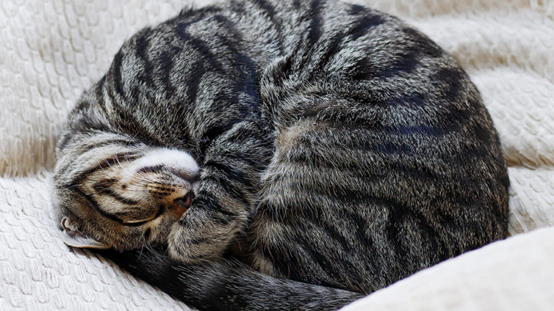 25 Power Apps IF Function Examples