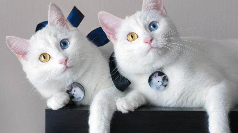 Power Apps Drag & Drop Kanban Tutorial