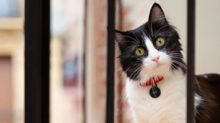 Power Apps Form Modes - NewForm, EditForm and ViewForm