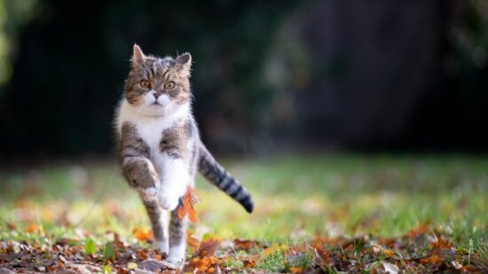 25 Power Apps IF Function Examples