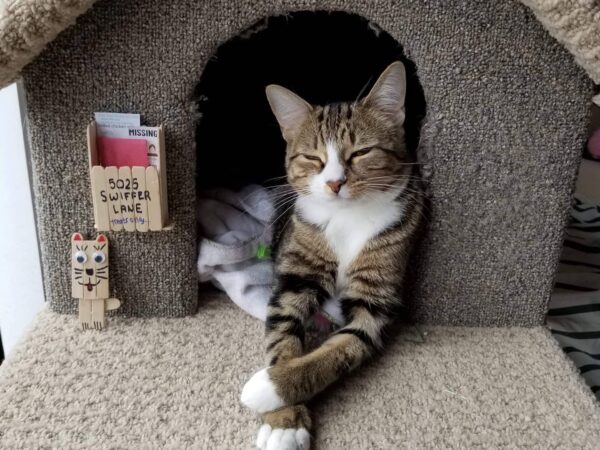 Matthew Devaney - No Ads, No Fluff, Just Power Apps Stuff