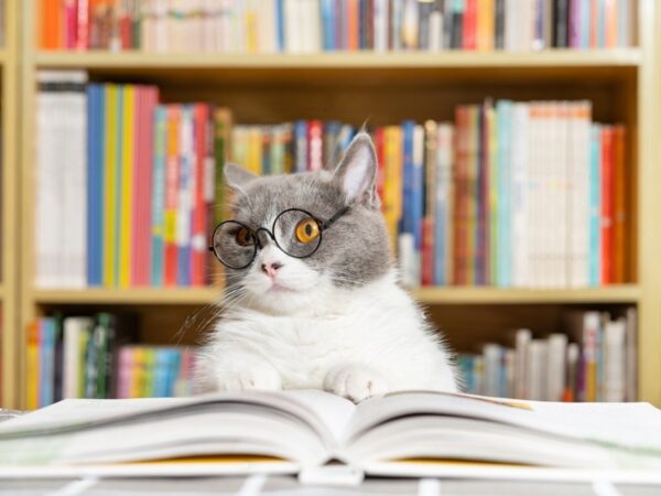 Matthew Devaney - No Ads, No Fluff, Just Power Apps Stuff