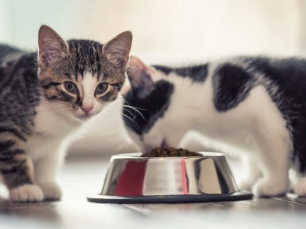 Matthew Devaney - No Ads, No Fluff, Just Power Apps Stuff