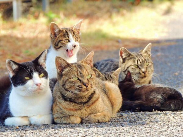 Matthew Devaney - No Ads, No Fluff, Just Power Apps Stuff