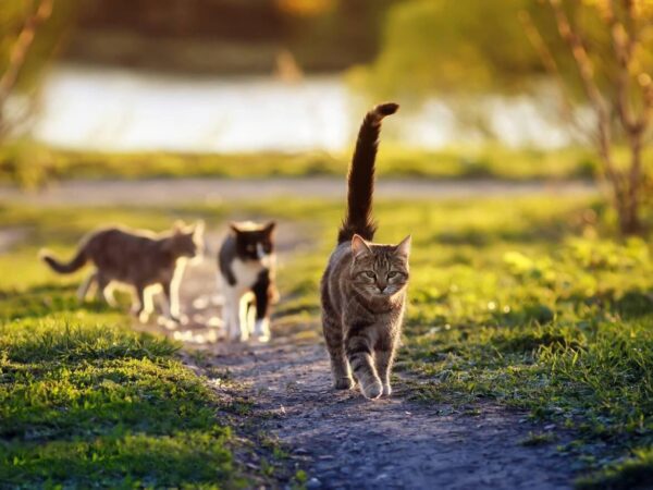 Matthew Devaney - No Ads, No Fluff, Just Power Apps Stuff