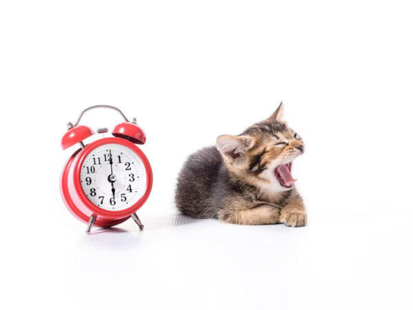 Matthew Devaney - Page 2 of 24 - No Ads, No Fluff, Just Power Apps Stuff