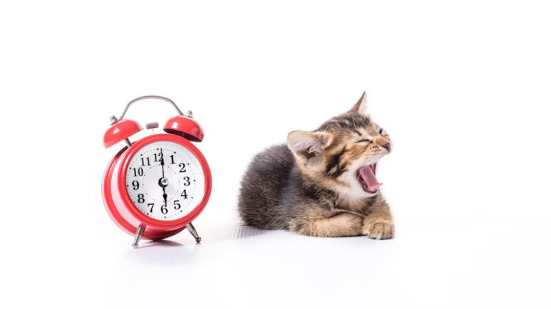 Remove Duplicates From Power Automate Array Formula