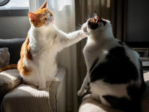 Matthew Devaney - No Ads, No Fluff, Just Power Apps Stuff