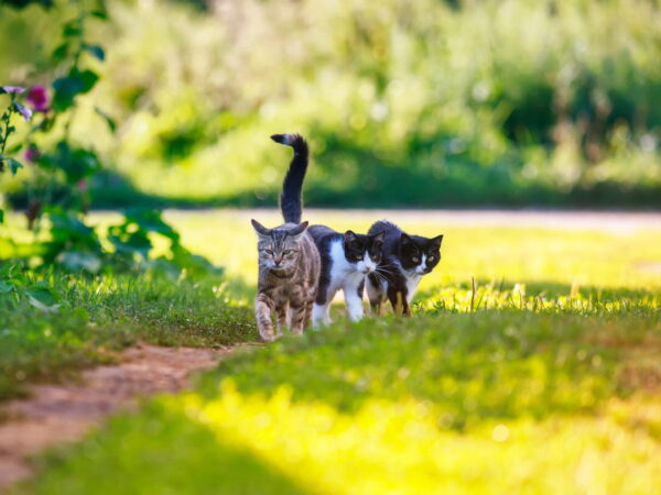 Matthew Devaney - No Ads, No Fluff, Just Power Apps Stuff