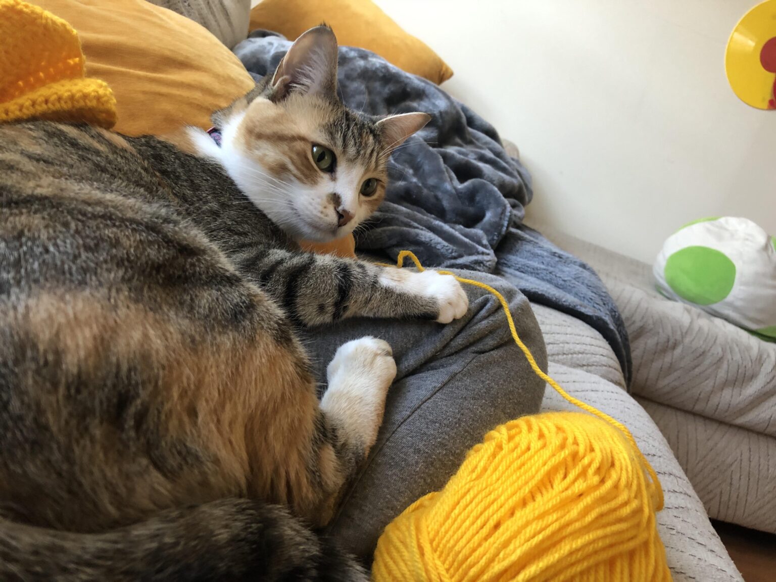 Matthew Devaney - No Ads, No Fluff, Just Power Apps Stuff