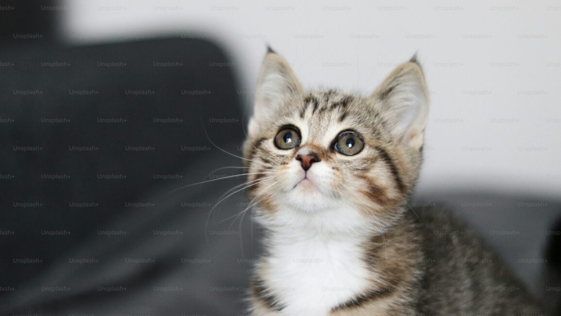 Power Automate Email Templates Made Easy