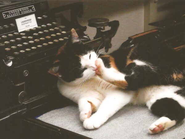 Matthew Devaney - No Ads, No Fluff, Just Power Apps Stuff