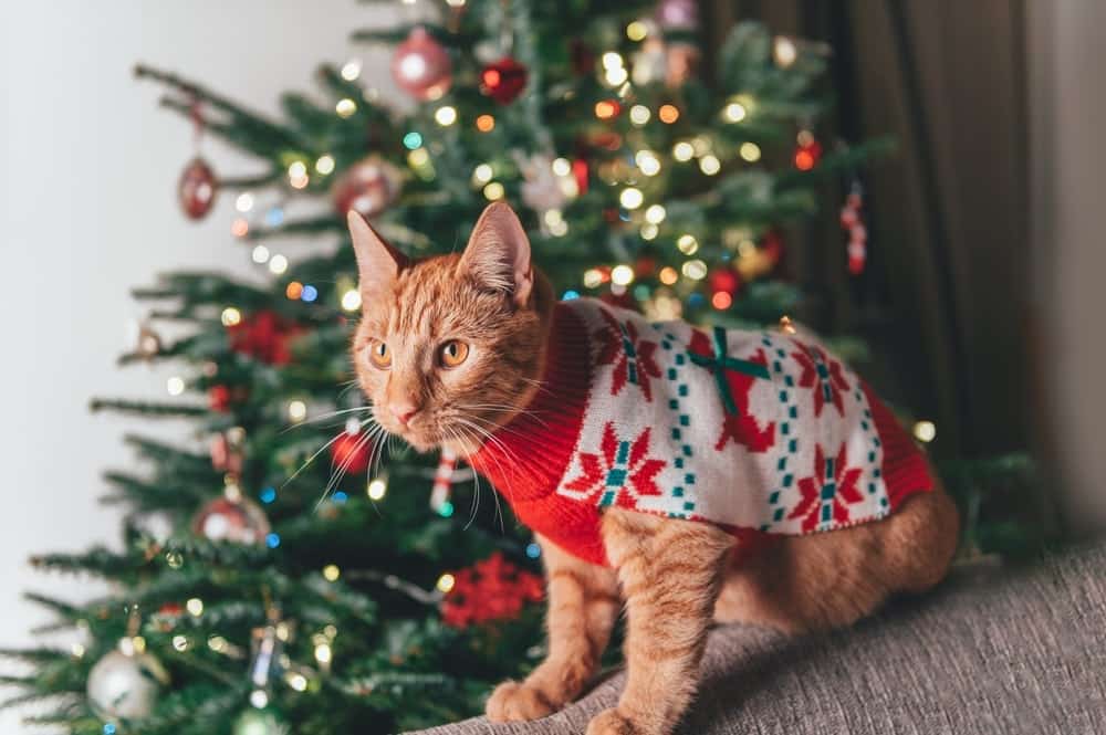 Merry Catmas!